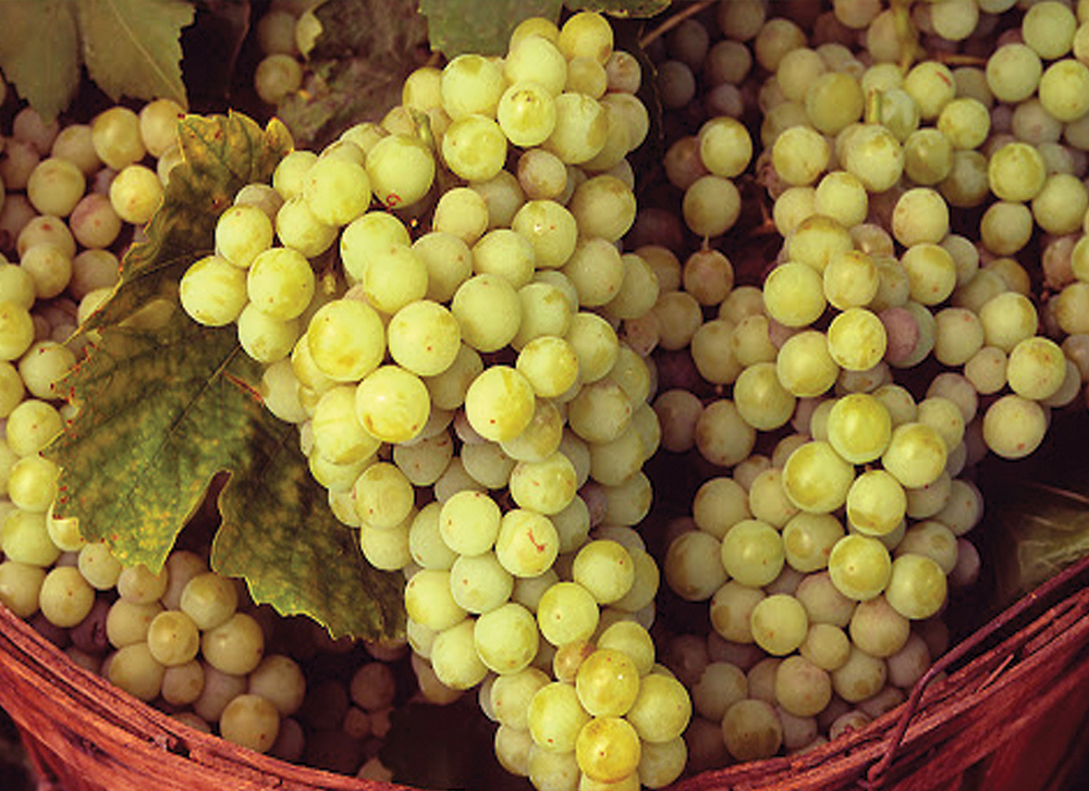 Fresh Grapes - Foodex